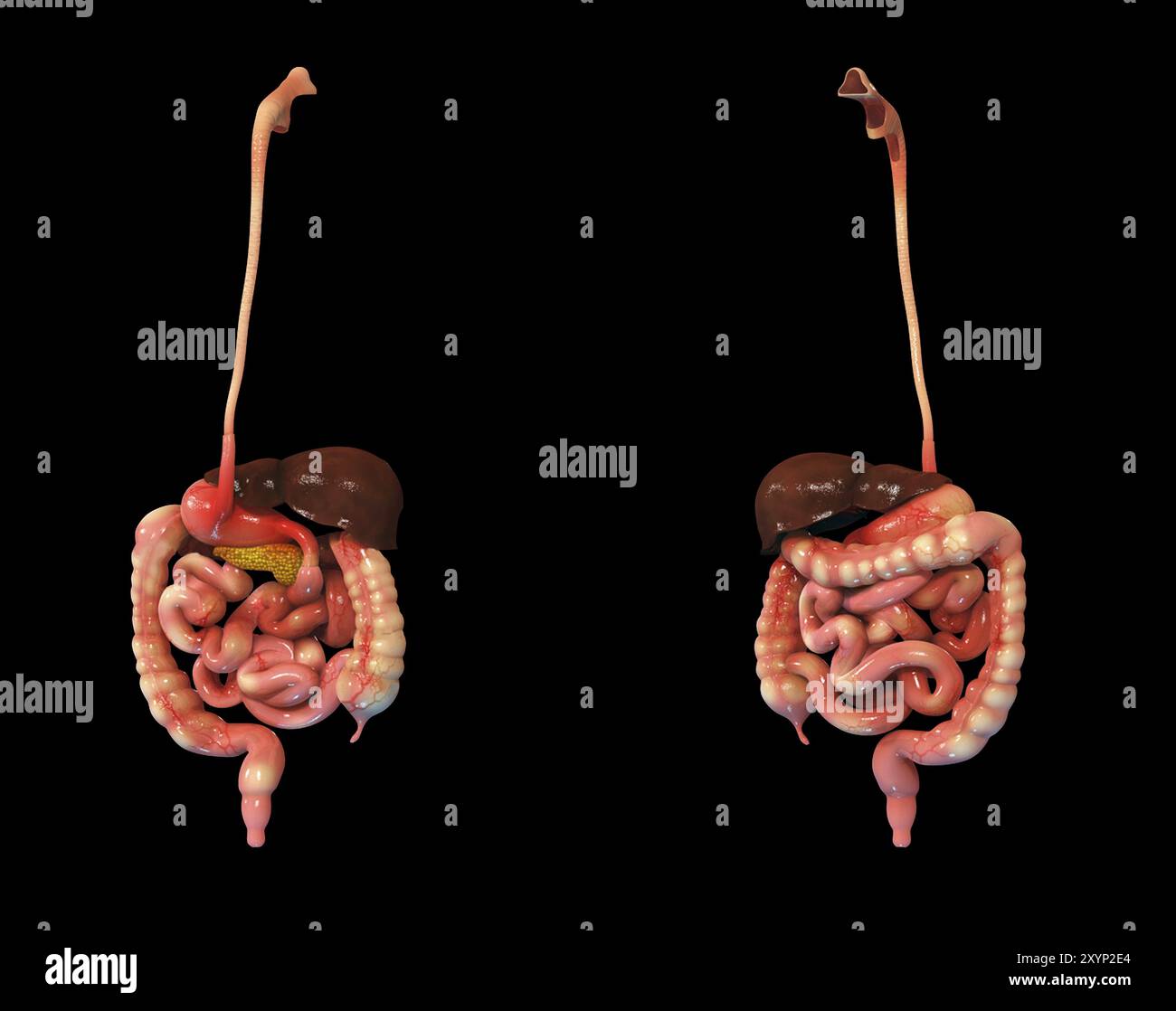 Digestive system intestines closeup hi-res stock photography and images ...