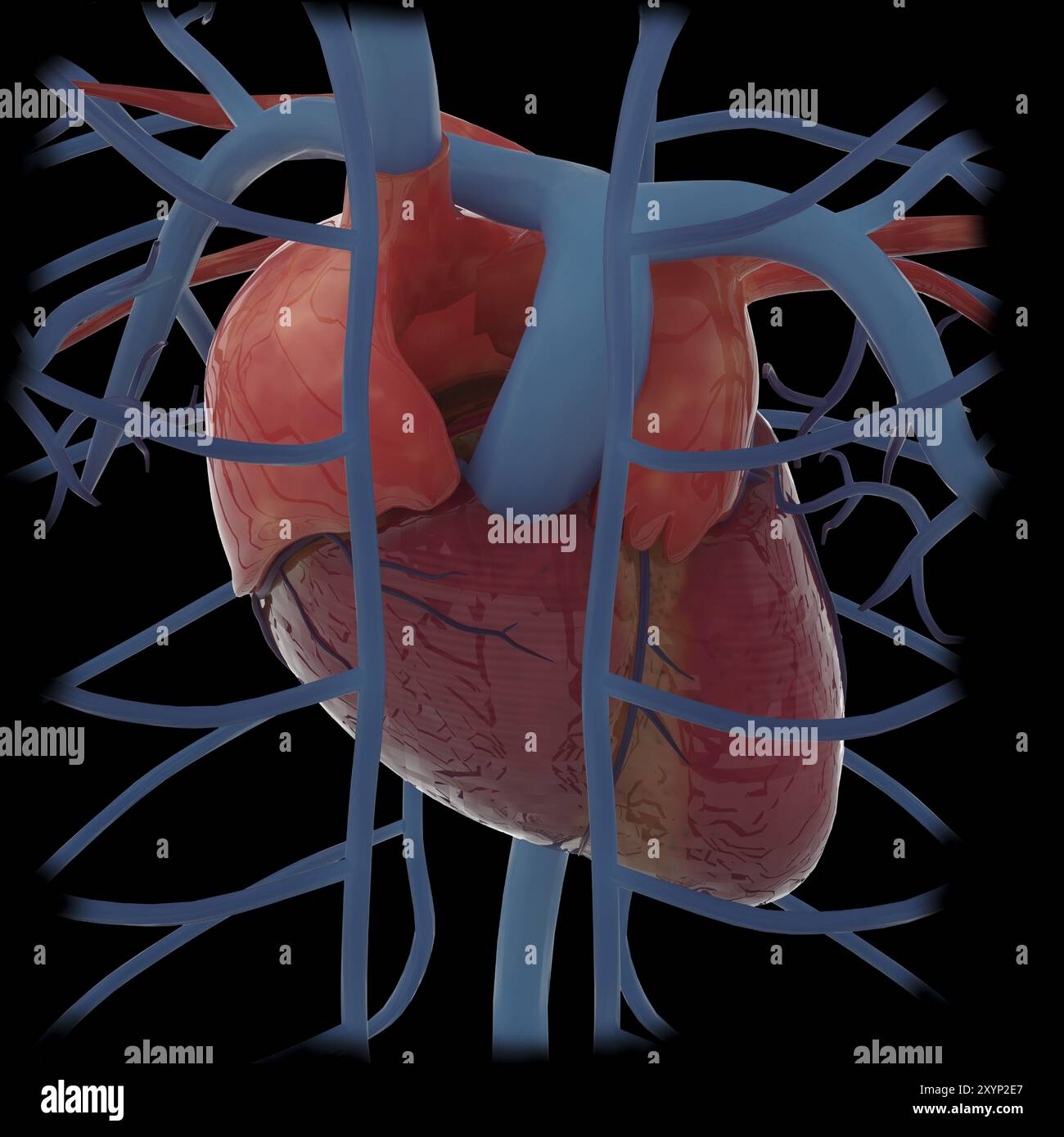 Thoracic veins hi-res stock photography and images - Alamy