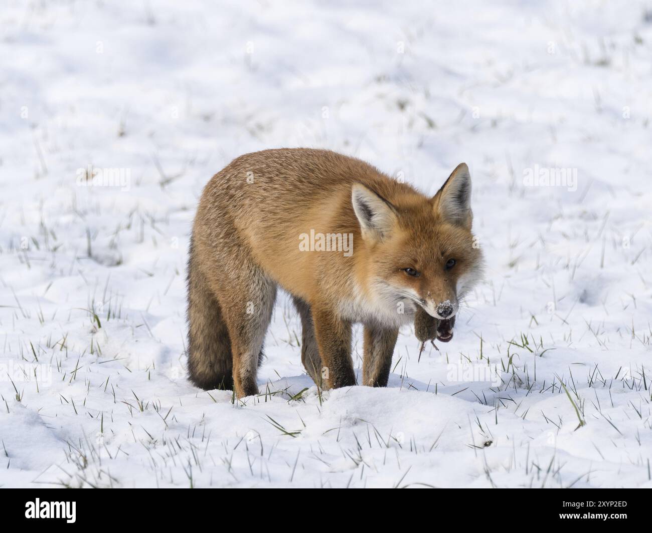 A red fox eats a mouse in the snow Stock Photo - Alamy