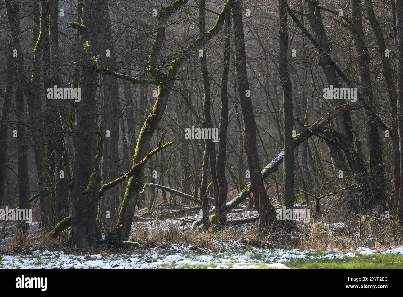 Riparian forest with black alders and willows hi-res stock photography ...