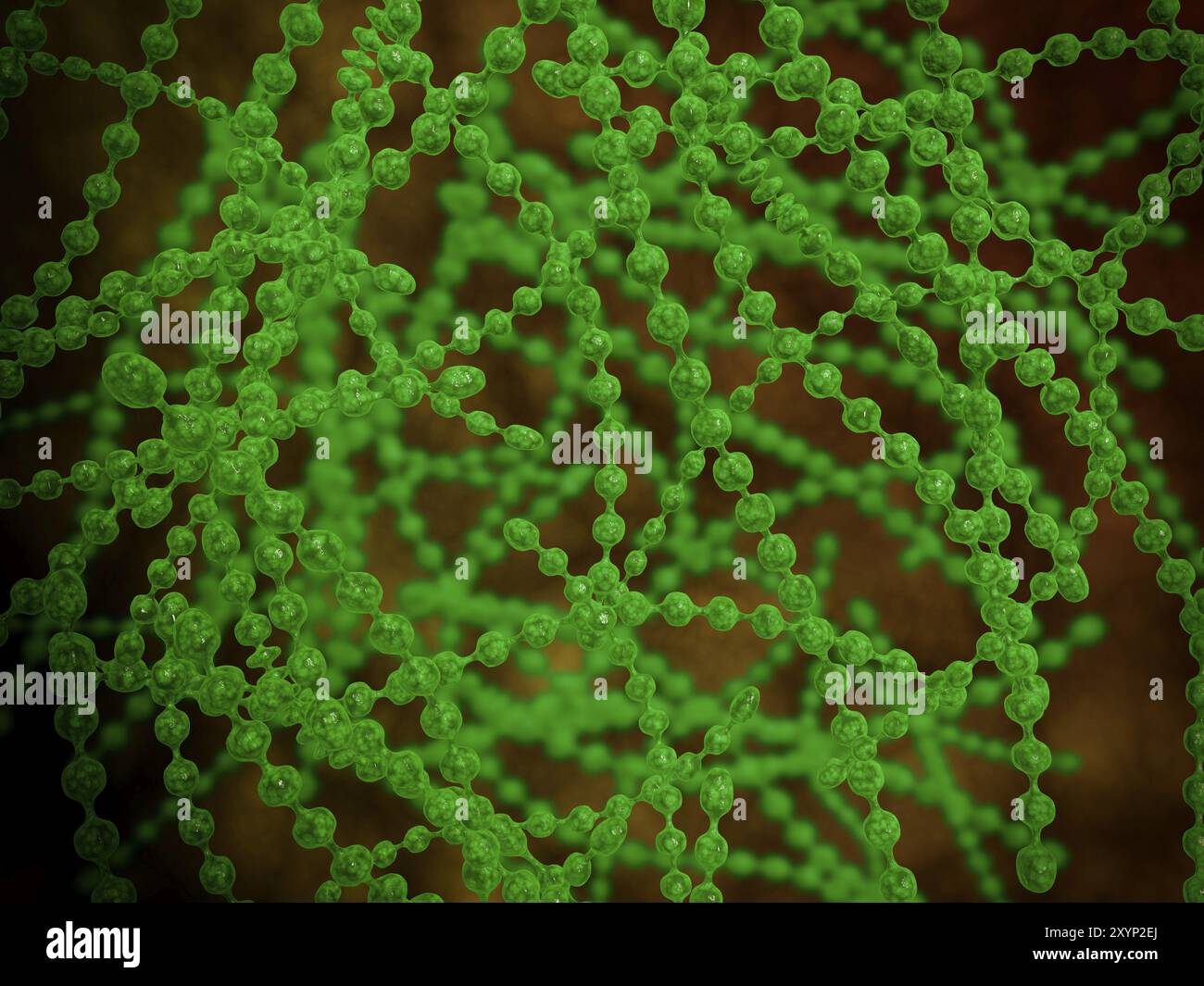 Cocci hi-res stock photography and images - Alamy