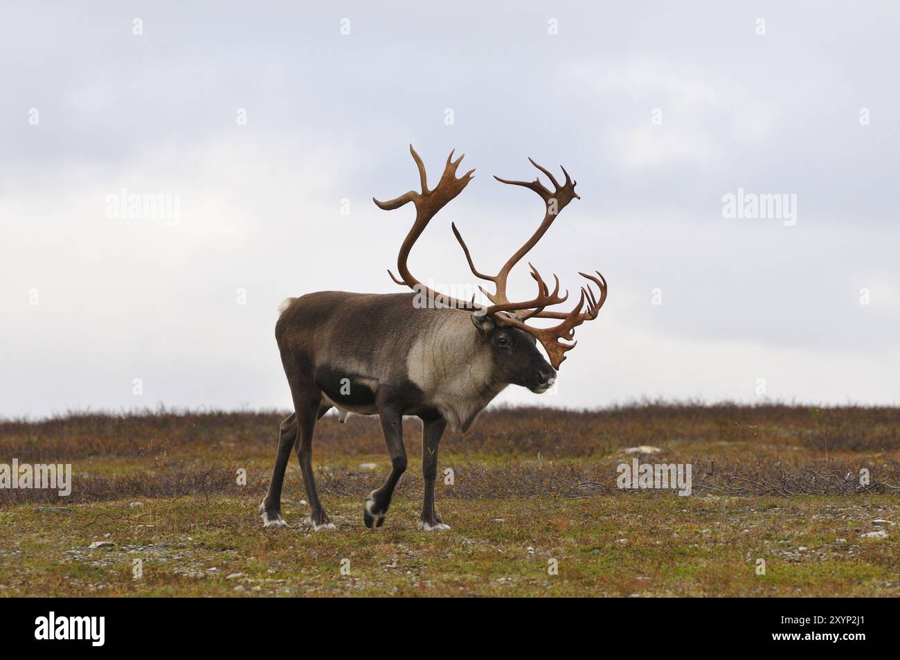 Male reindeer in rutting rangifer hi-res stock photography and images ...