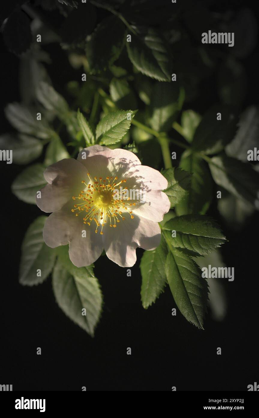 Heckenrose, Wildrose, Rose, Rosa canina, Common Briar, Eglantier commun ...