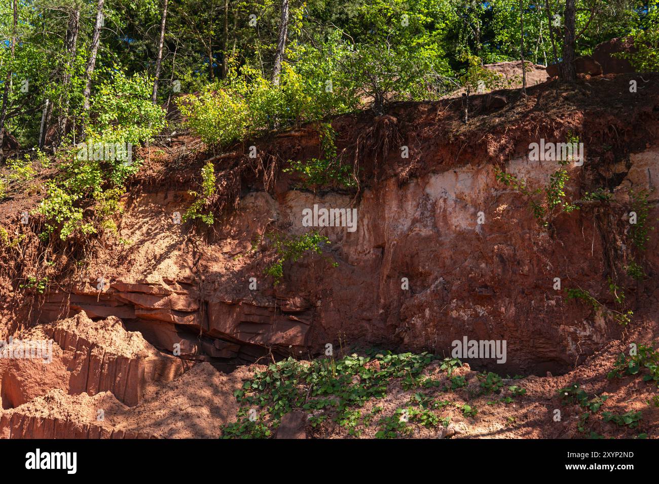 Layers of soil on the sandstone and under the forest Stock Photo - Alamy