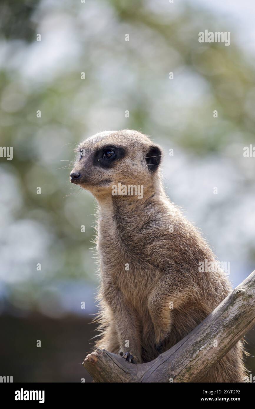 Resting of the dead hi-res stock photography and images - Alamy