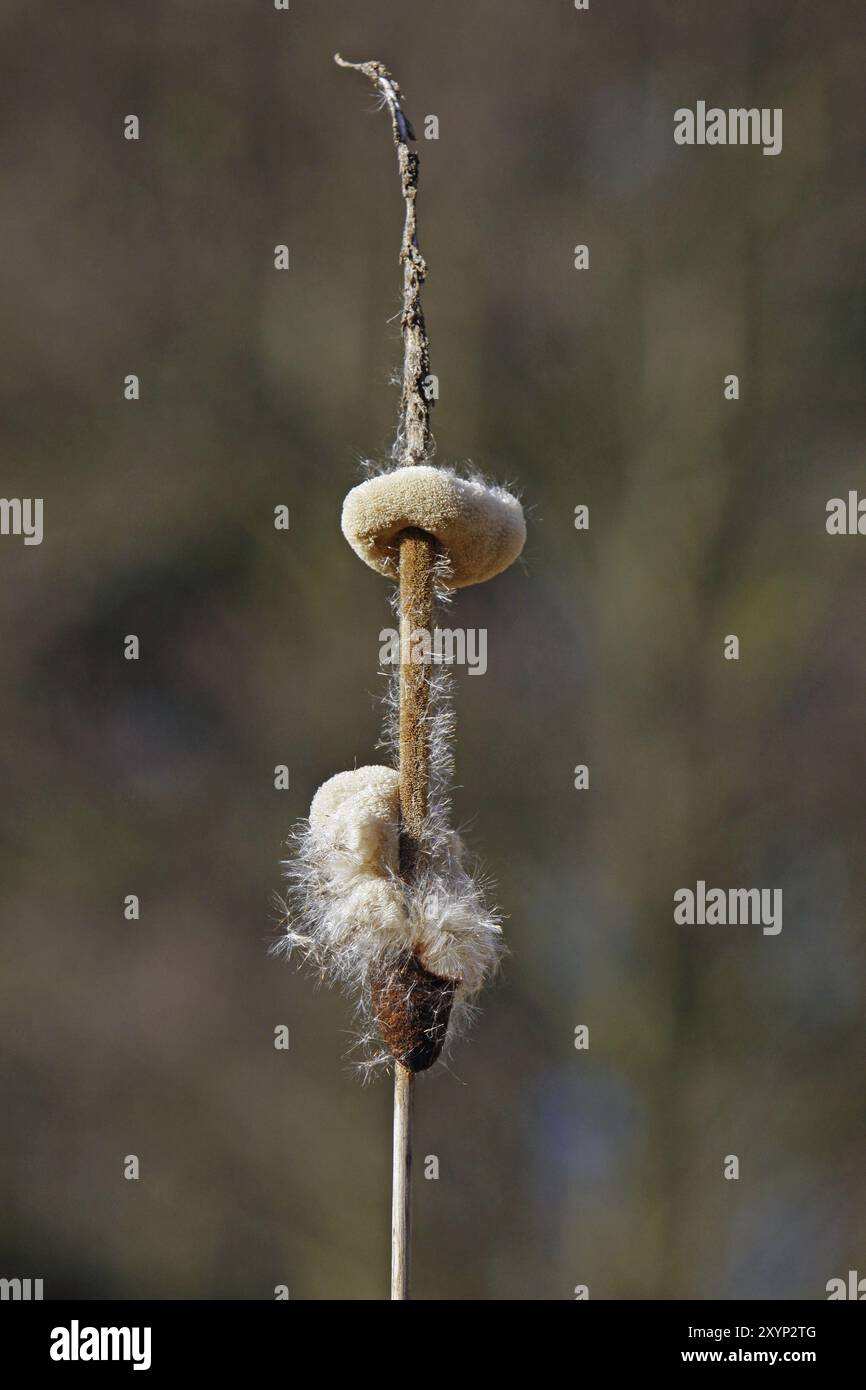 Open bulrush hi-res stock photography and images - Alamy