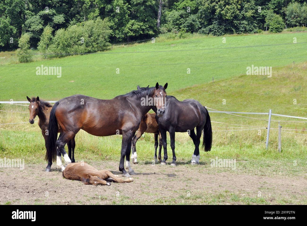 A herd of horses in a paddock. a herd of horses in a paddock Stock ...