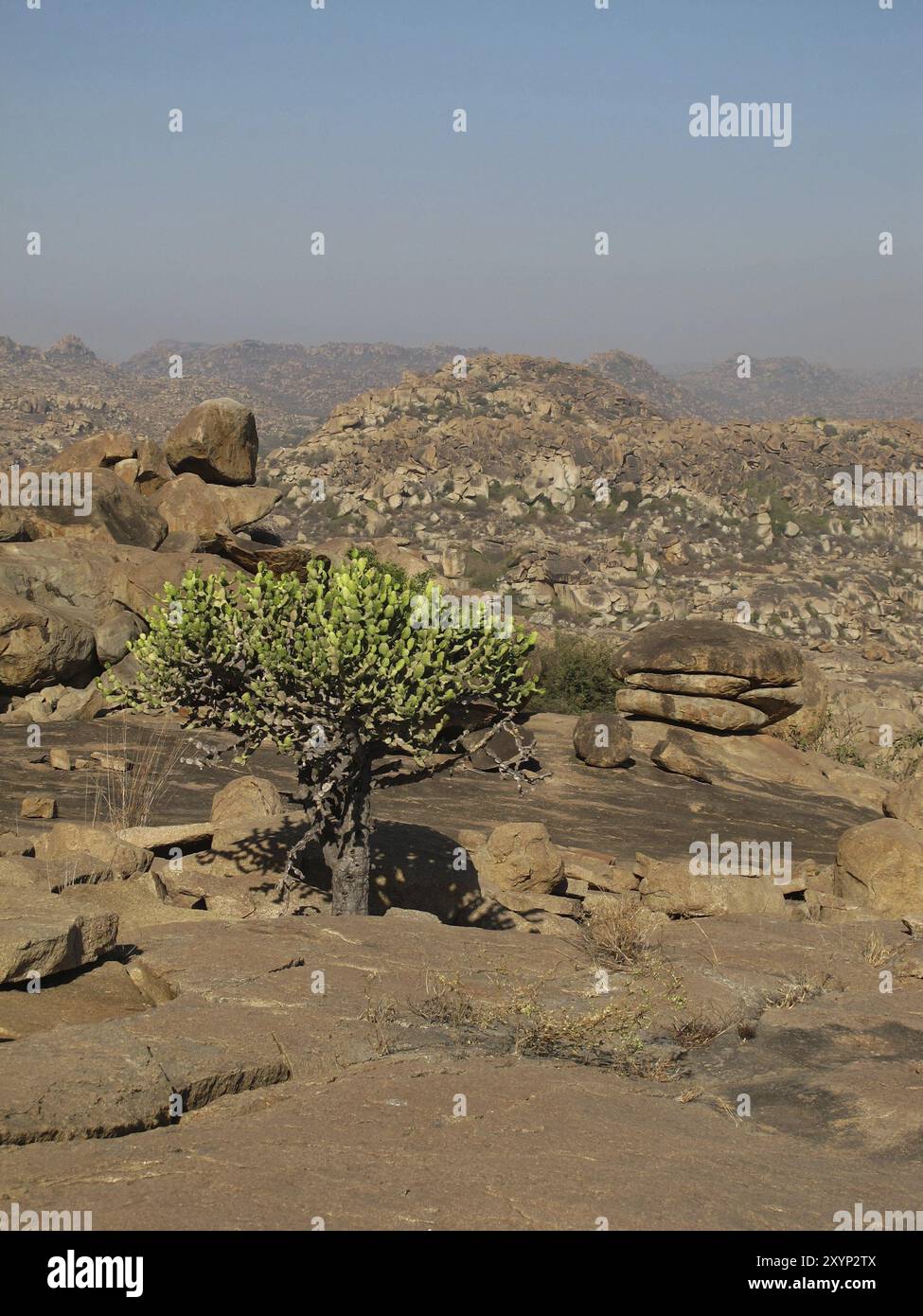 Tree and granite mountains, Karnataka, India, Asia Stock Photo - Alamy
