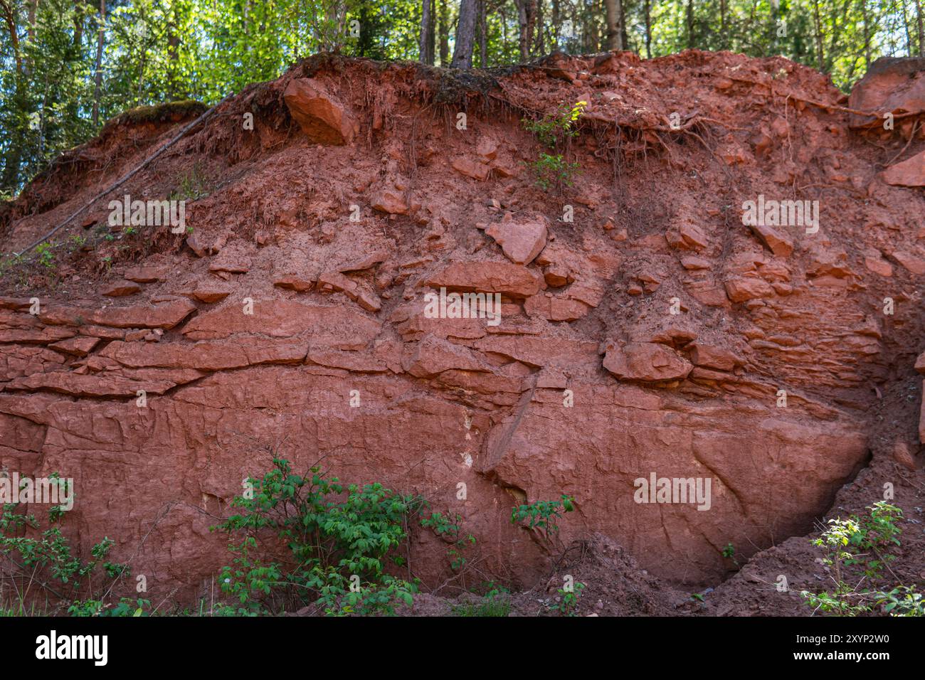 Soil rock under tree hi-res stock photography and images - Alamy