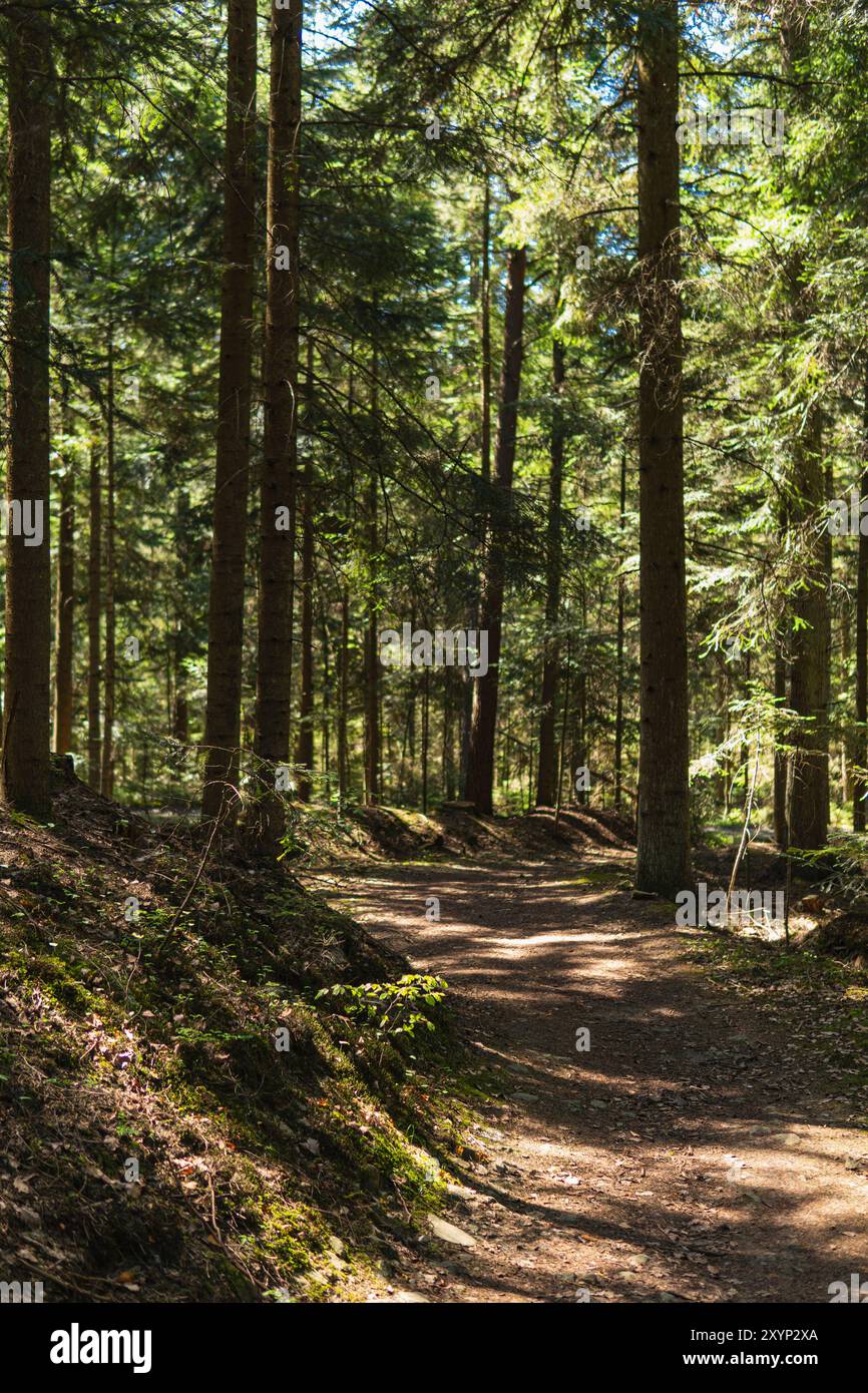 Ground path through a forest during summer season Stock Photo - Alamy