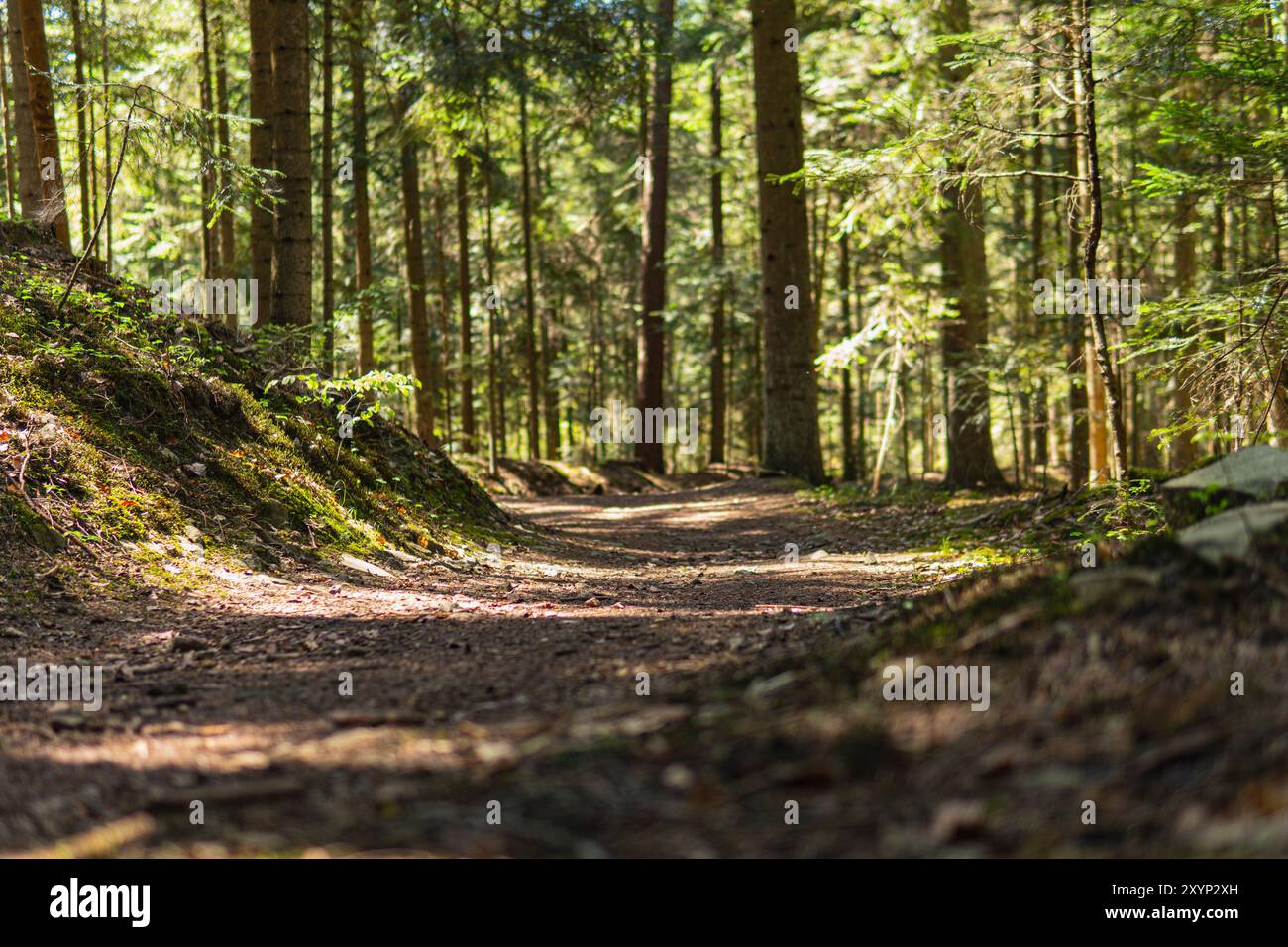 Ground path through a forest during summer season Stock Photo - Alamy