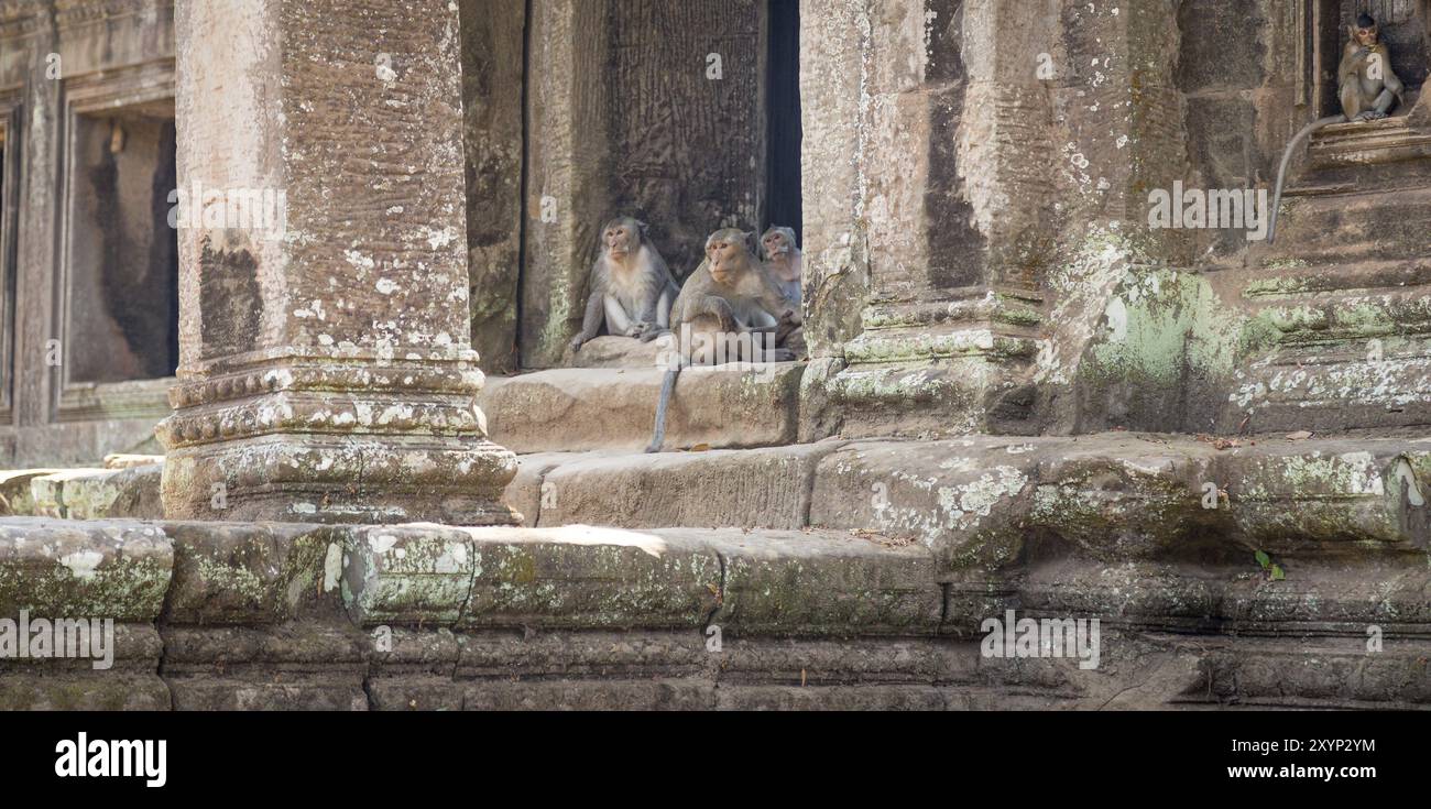 Monkeys in the temple complex of Angkor Wat, Cambodia, Asia Stock Photo ...