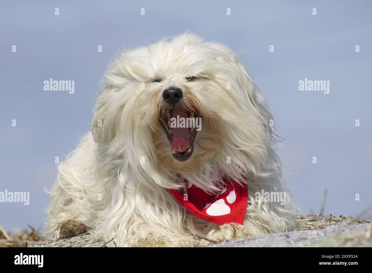 Stressed animals hi-res stock photography and images - Alamy