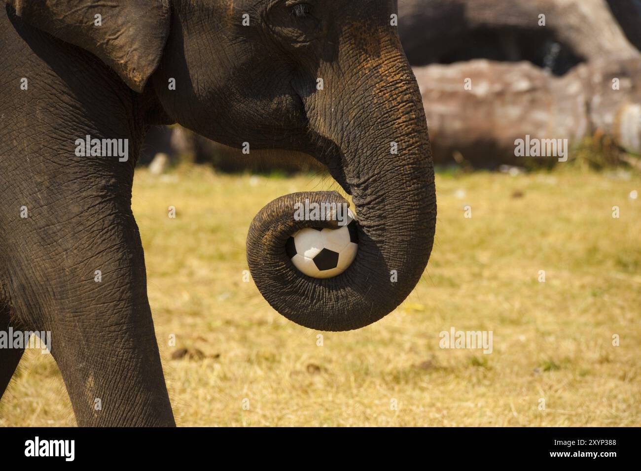 An elephant carries a soccer ball with its trunk to play with fellow ...