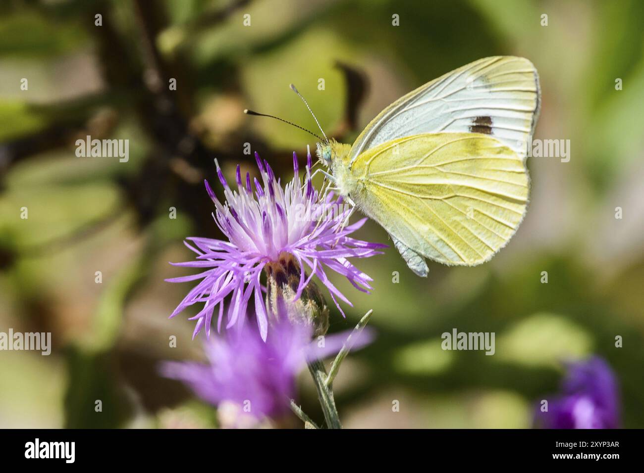 Pieris Rapae, butterfly normally called Small cabbage white Stock Photo ...