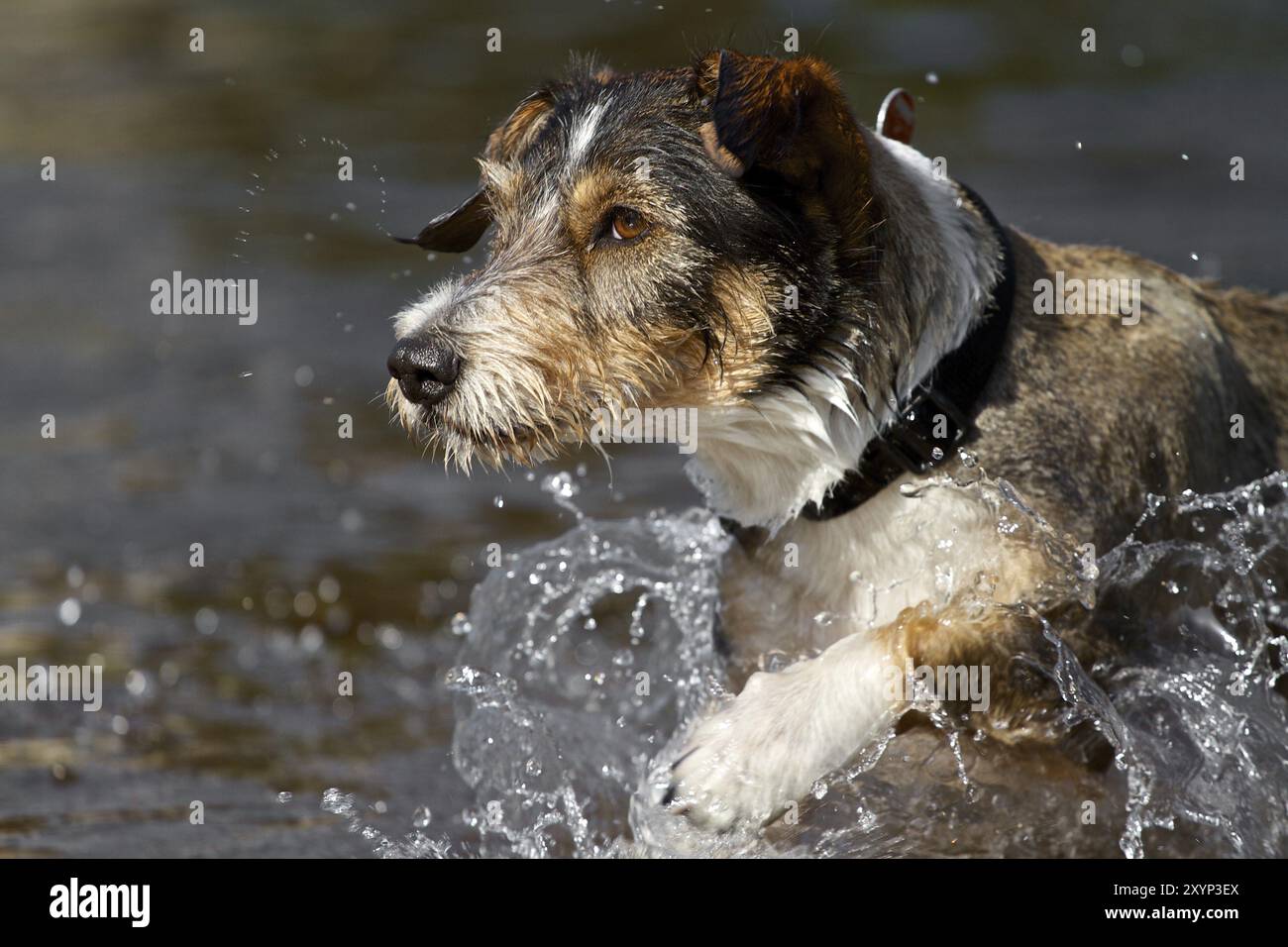 Romping water hi-res stock photography and images - Alamy