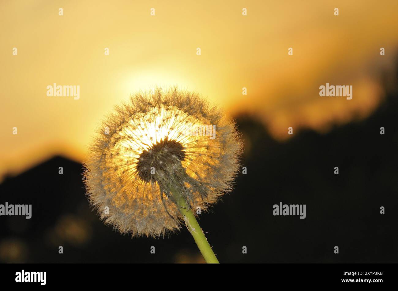 Dandelion in the backlight Stock Photo - Alamy