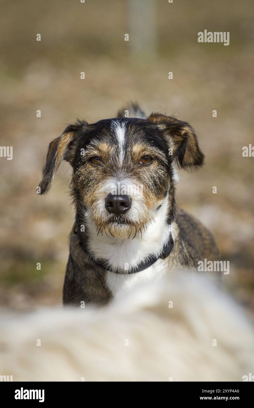 A mixed breed male dog looks seriously over the back of a fellow dog ...