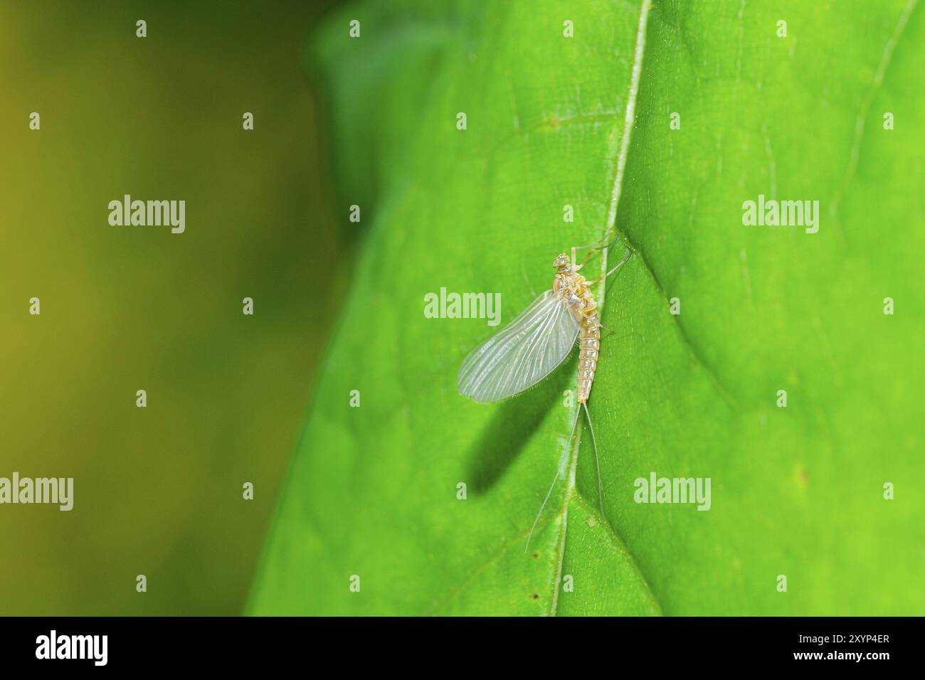 Mayfly environments hi-res stock photography and images - Alamy