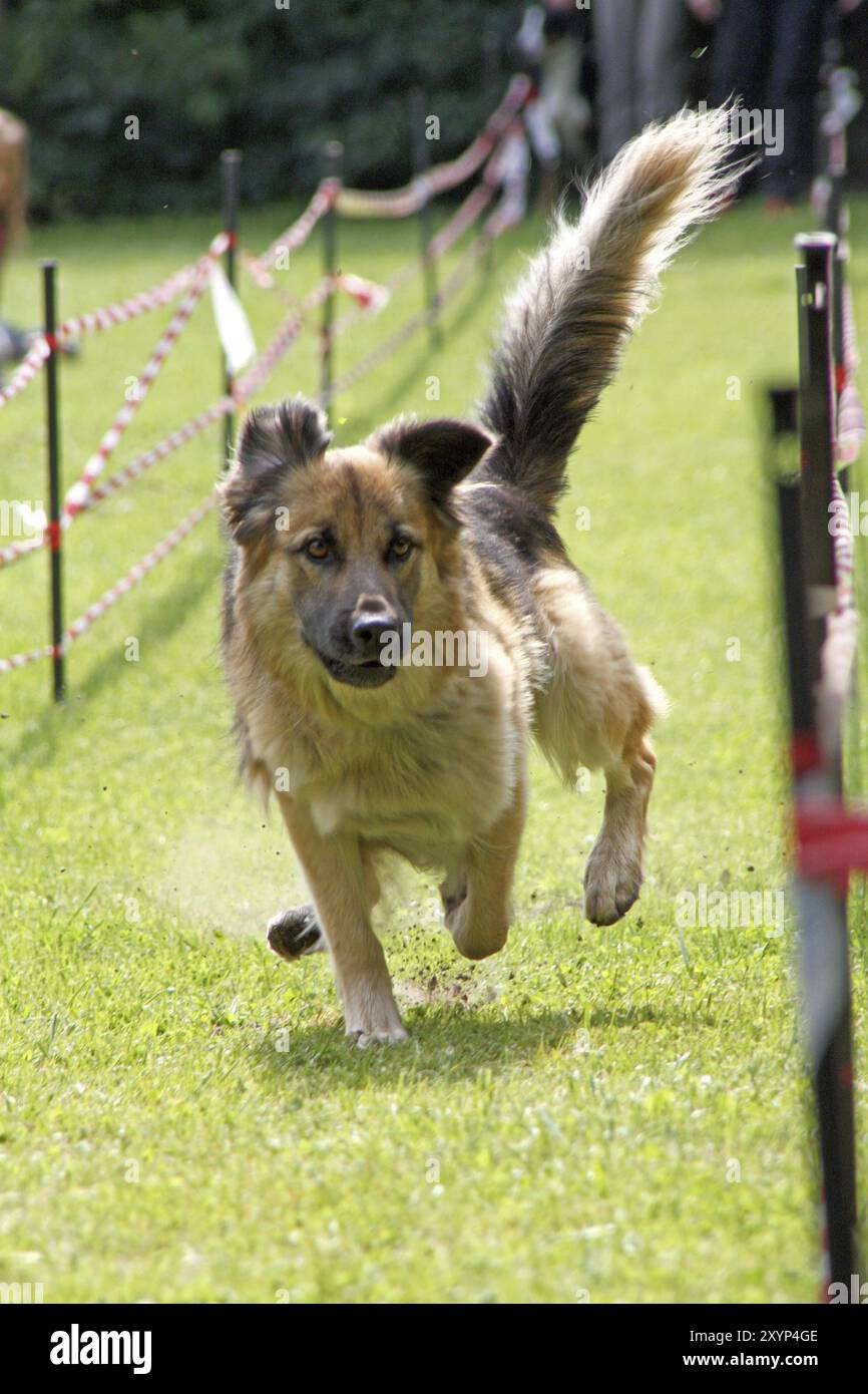Shepherd dog at a dog race Stock Photo - Alamy