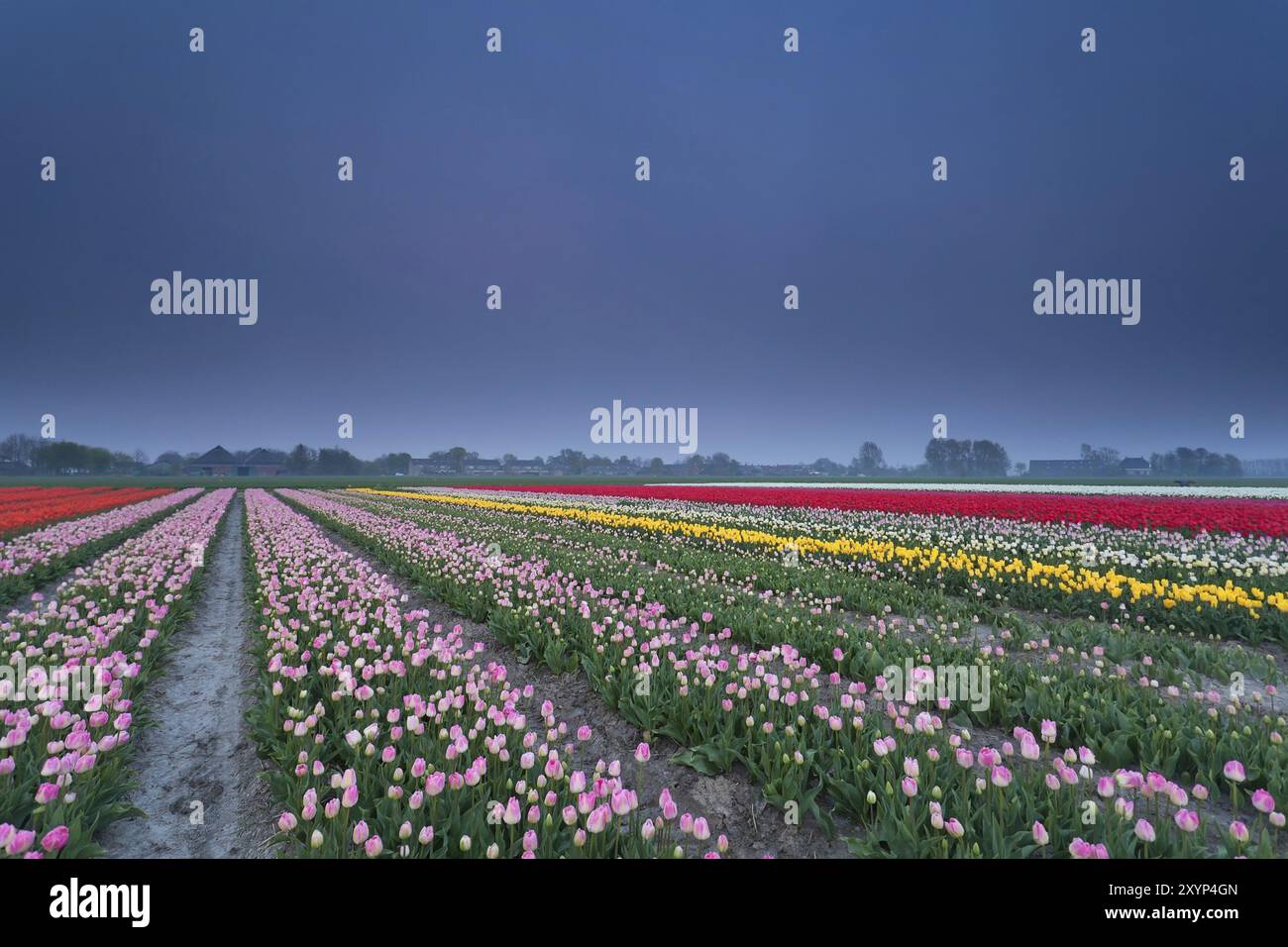 Colorful tulip field in spring, Holland Stock Photo - Alamy