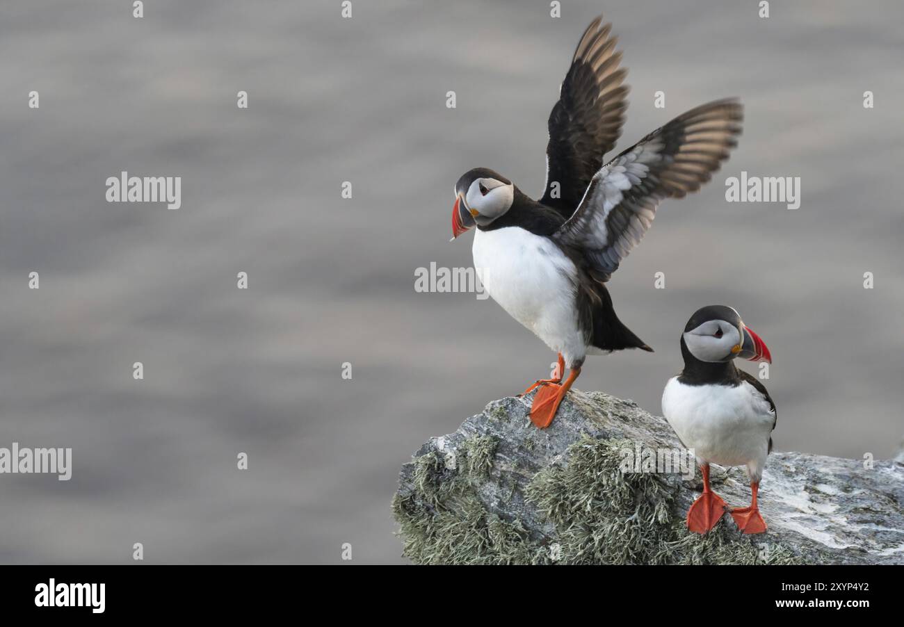 Two atlantic puffins common hi-res stock photography and images - Alamy