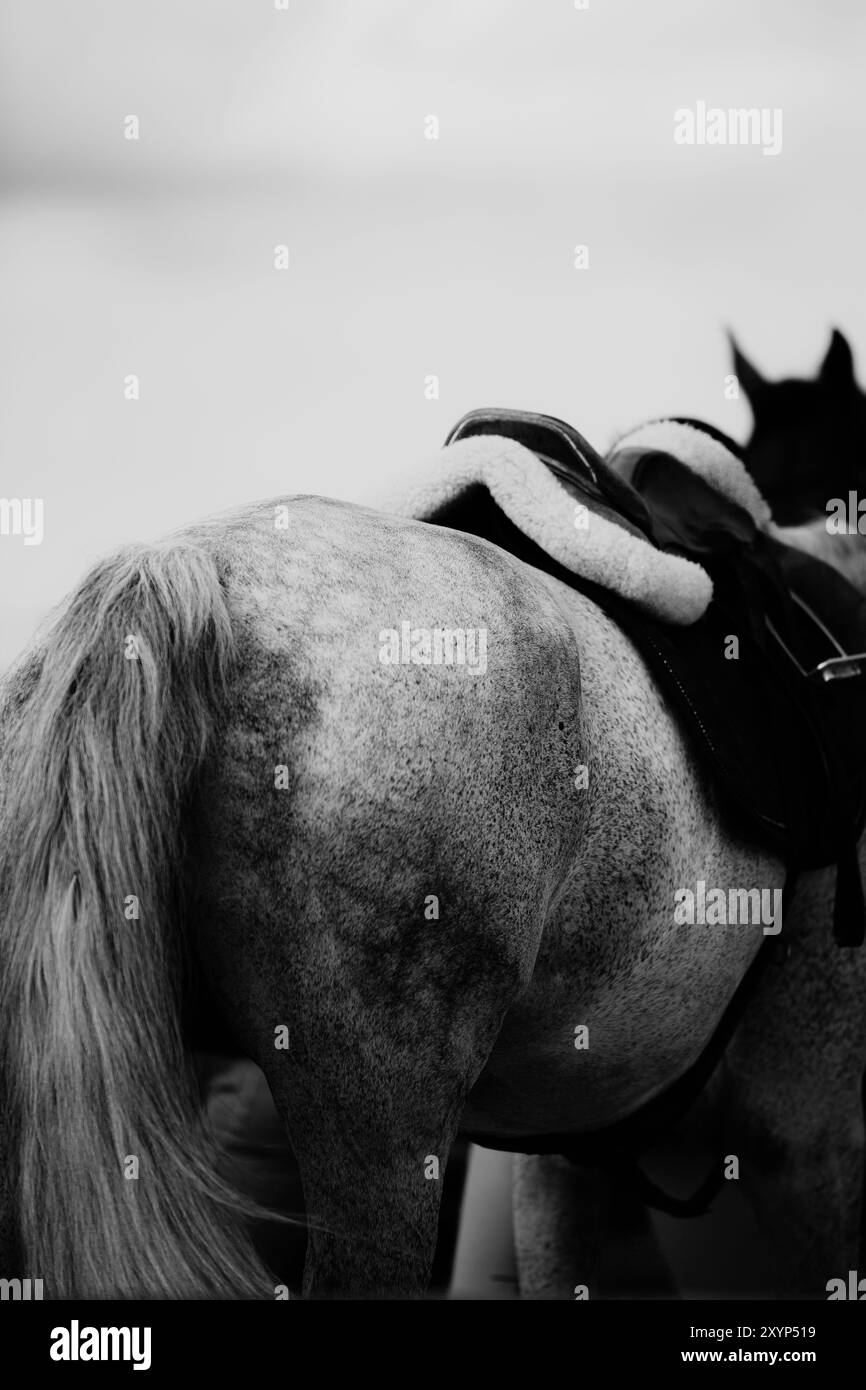 A black-and-white photograph of a horse's rump, with a dappled gray ...