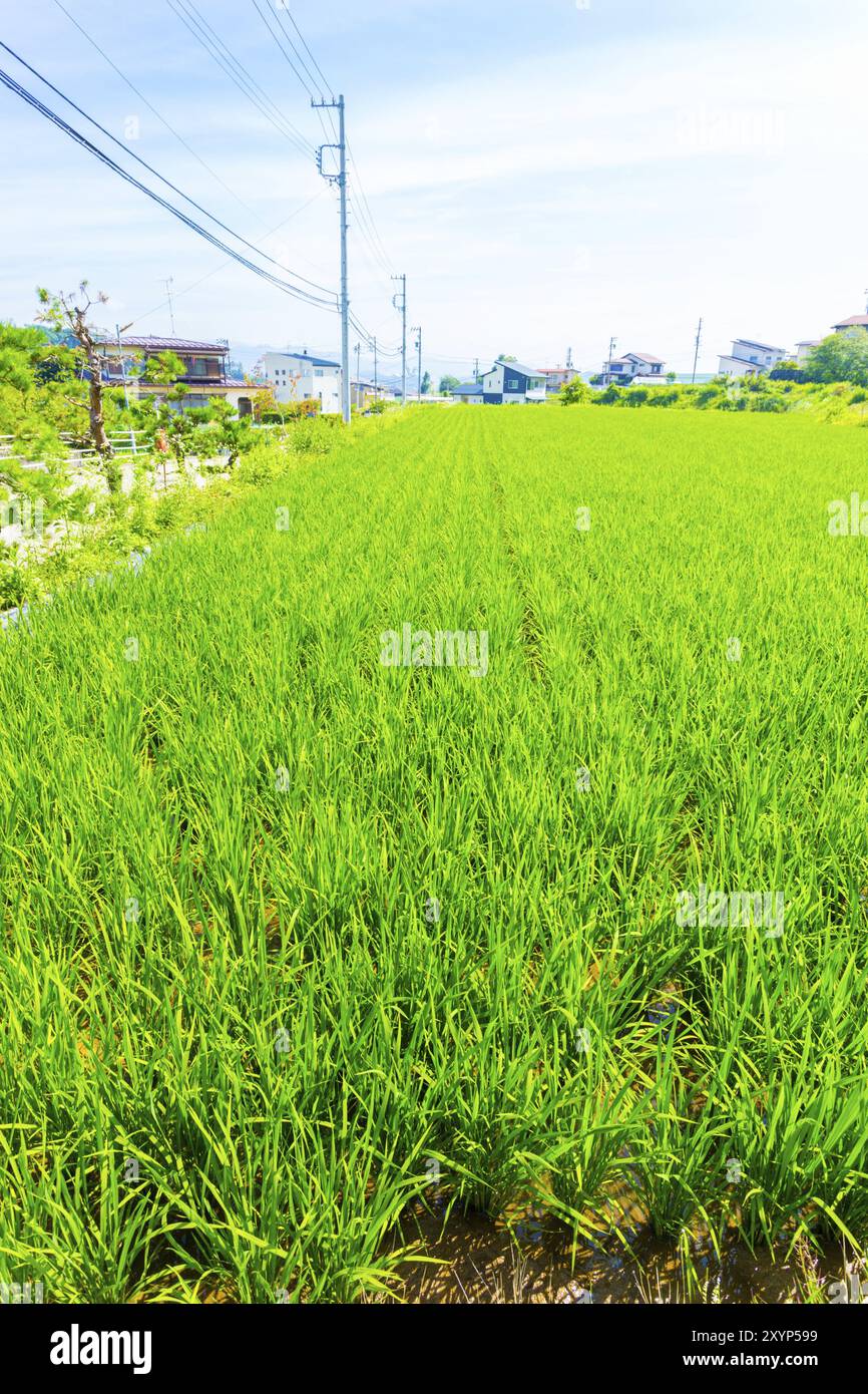 Blades of green rice seen on a small plot of residential land used for ...