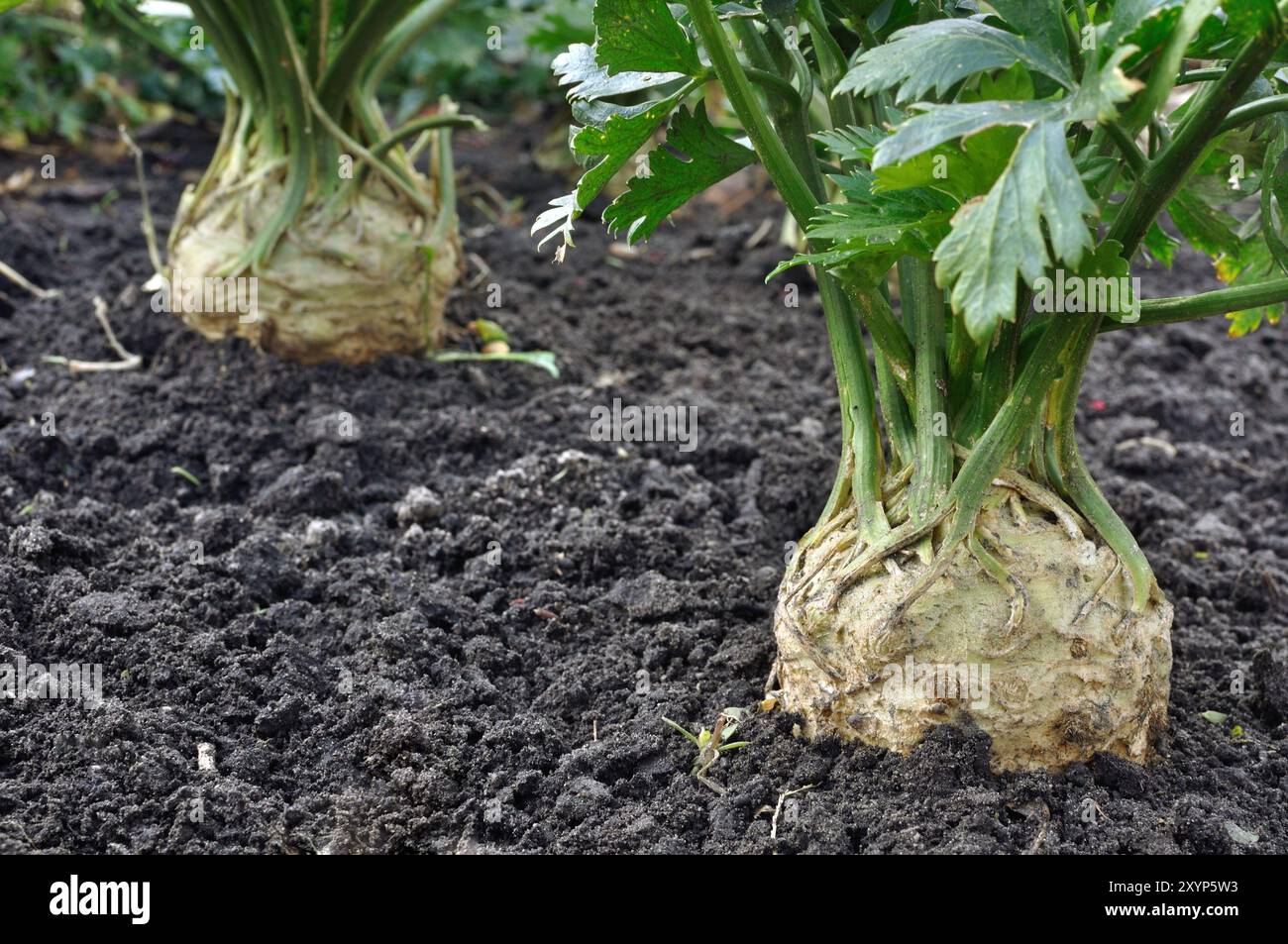 closeup of growing root celery plants (root vegetables) in the ...