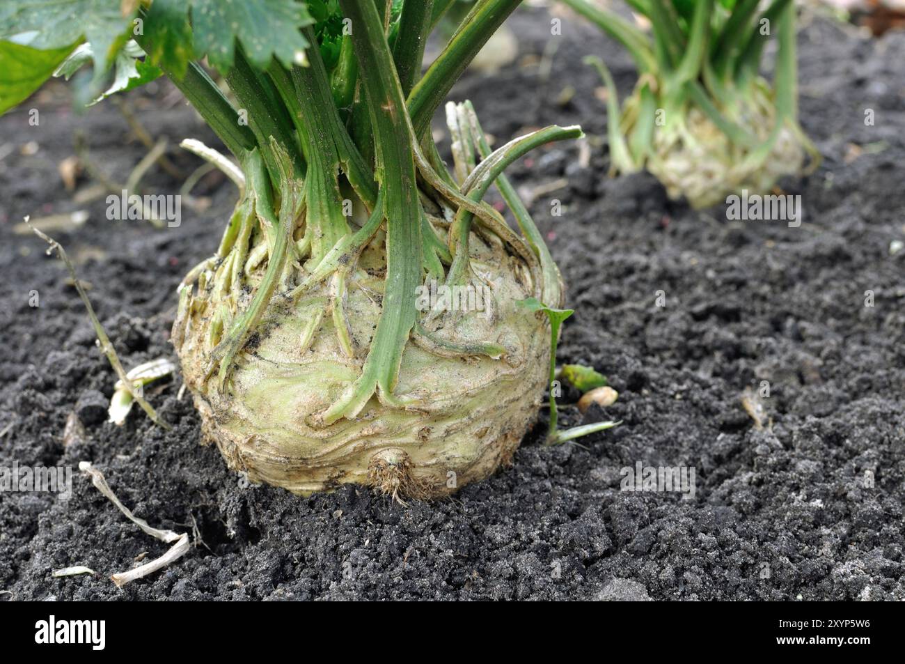 closeup of growing root celery plants (root vegetables) in the ...