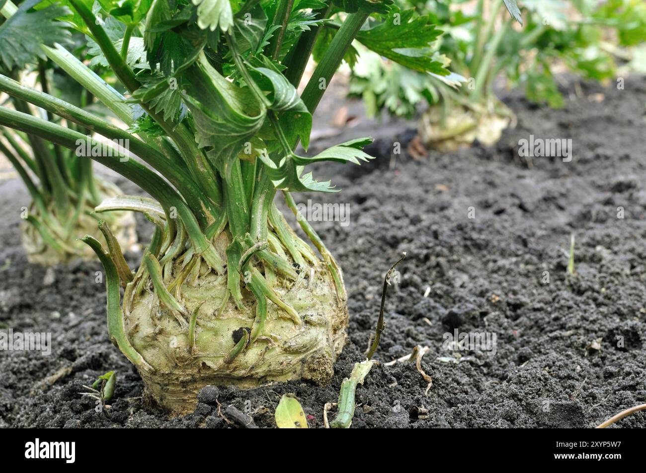 closeup of growing root celery plants (root vegetables) in the ...
