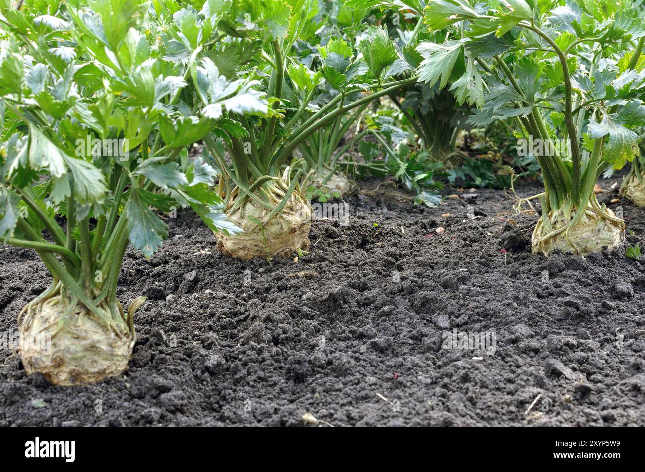 closeup of growing root celery plants (root vegetables) in the ...
