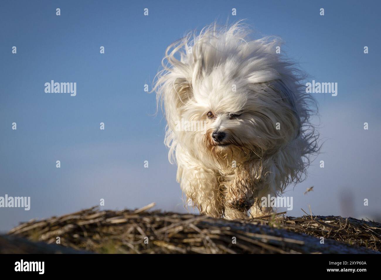 The fur of a small white dog puffs up like a ball Stock Photo - Alamy