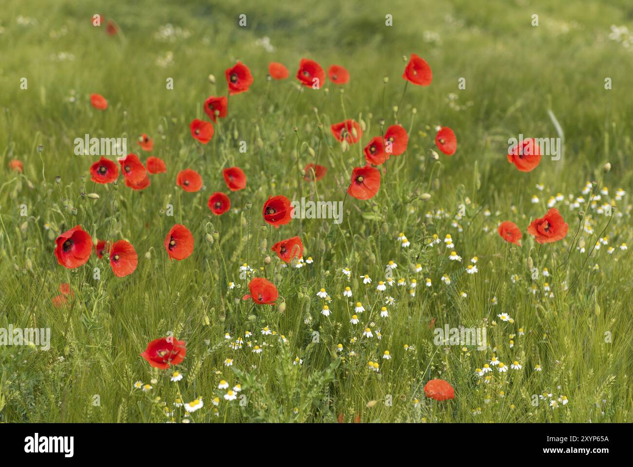 Poppies. Poppy seeds Stock Photo - Alamy