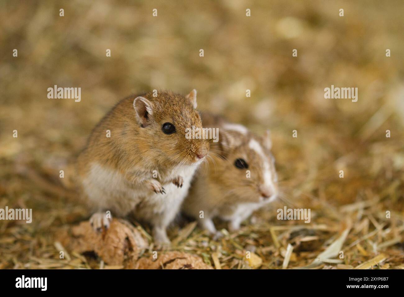 Mongolian gerbil (Meriones), gerbil, gerbil rat Stock Photo - Alamy