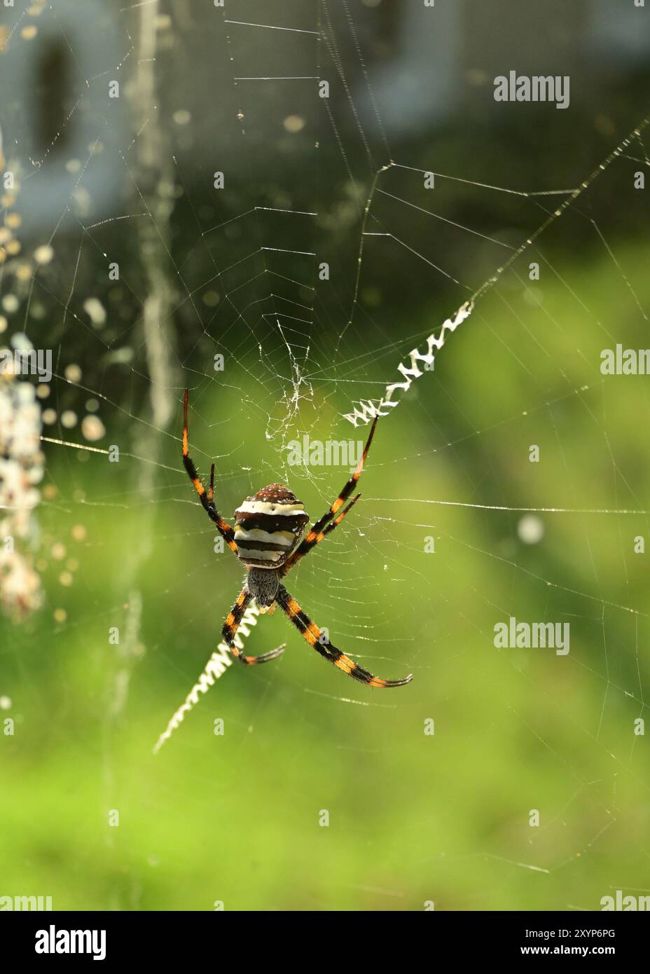 Tiger spider sitting on web in widow waiting for his next meal taken in ...