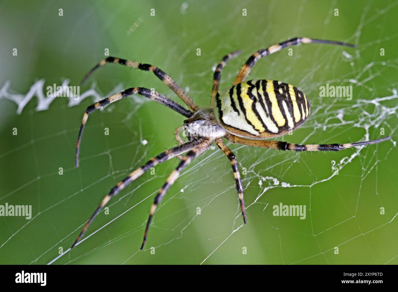 Grasshopper in spiders web hi-res stock photography and images - Alamy