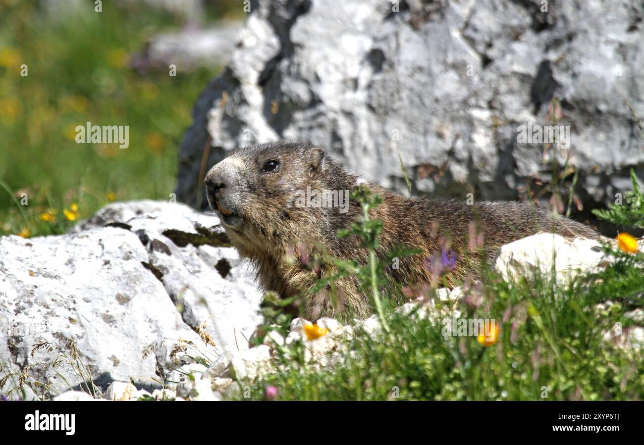 Marmota marmota alps trentino hi-res stock photography and images - Alamy