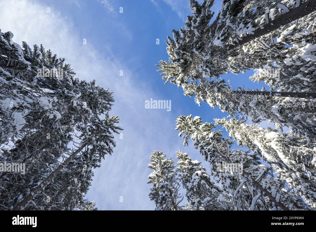 Trees covered in snow in the Black Forest photographed from below with ...