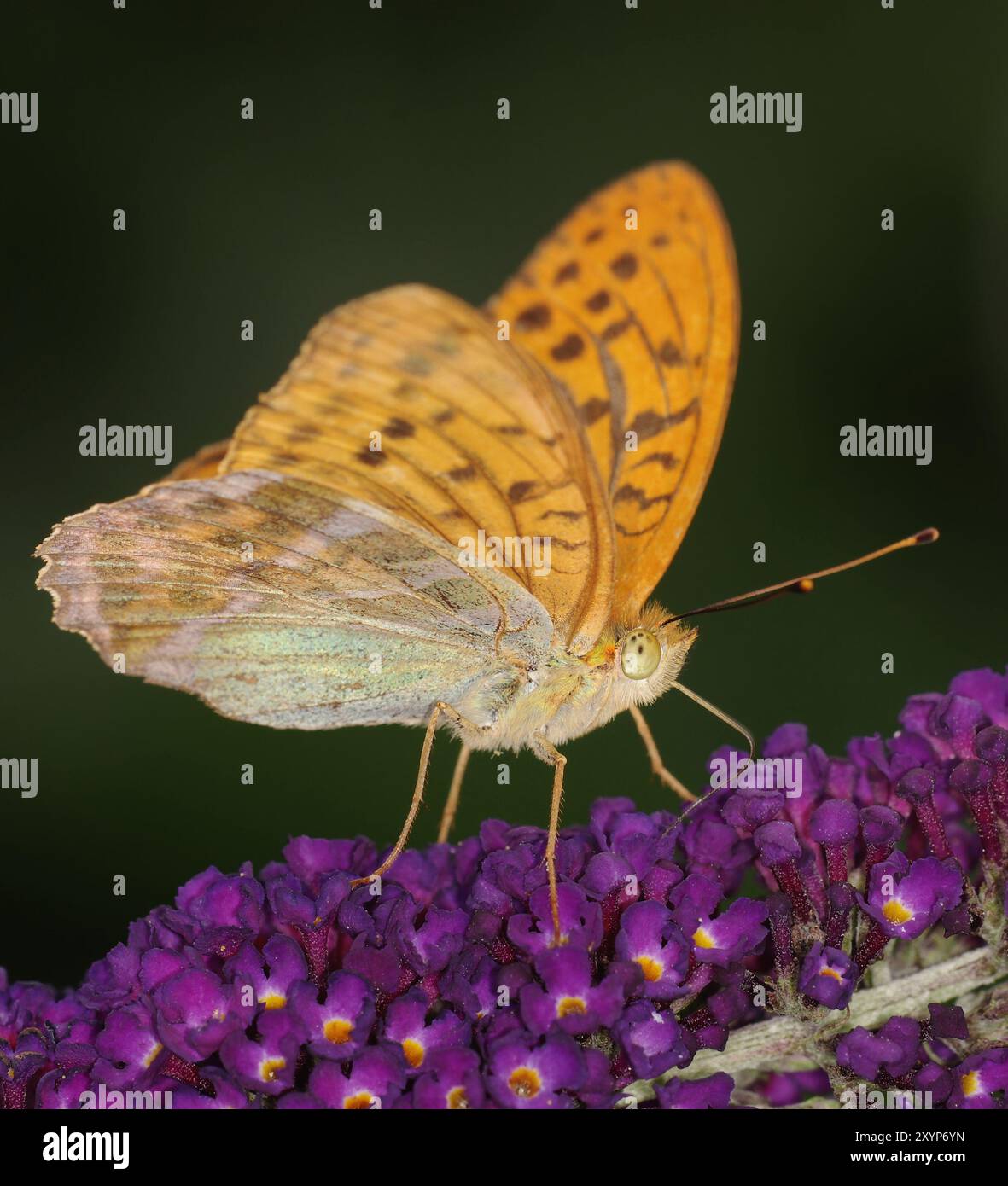 Empty cloak hi-res stock photography and images - Alamy