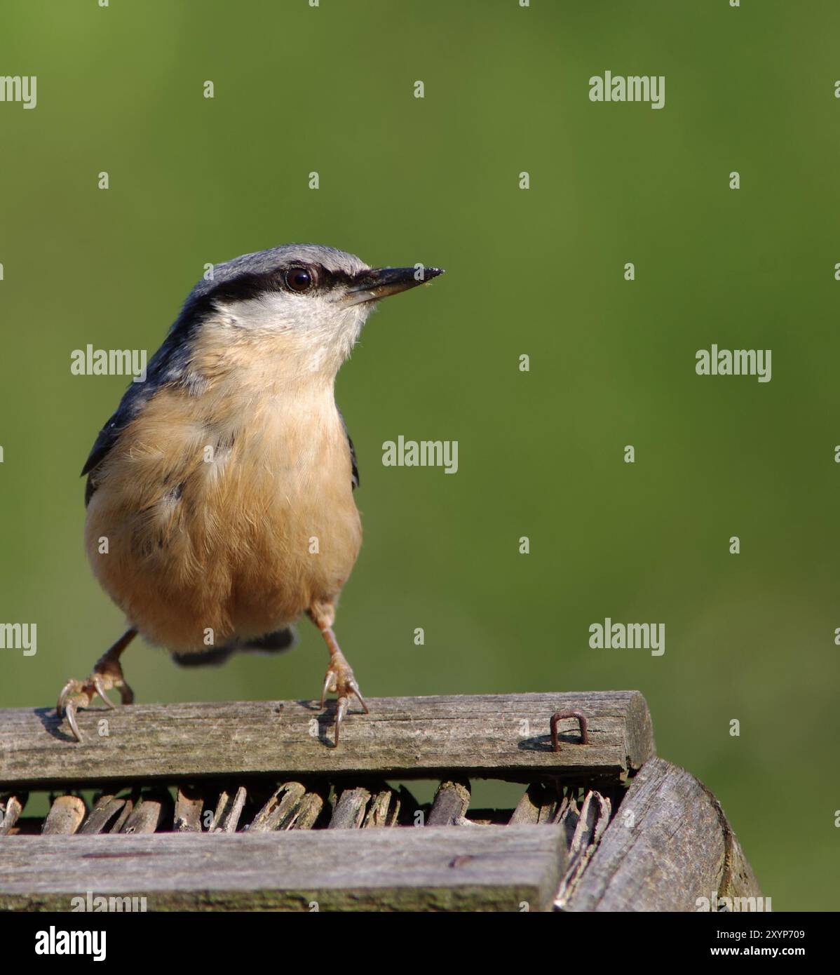 Nuthatch box hi-res stock photography and images - Alamy