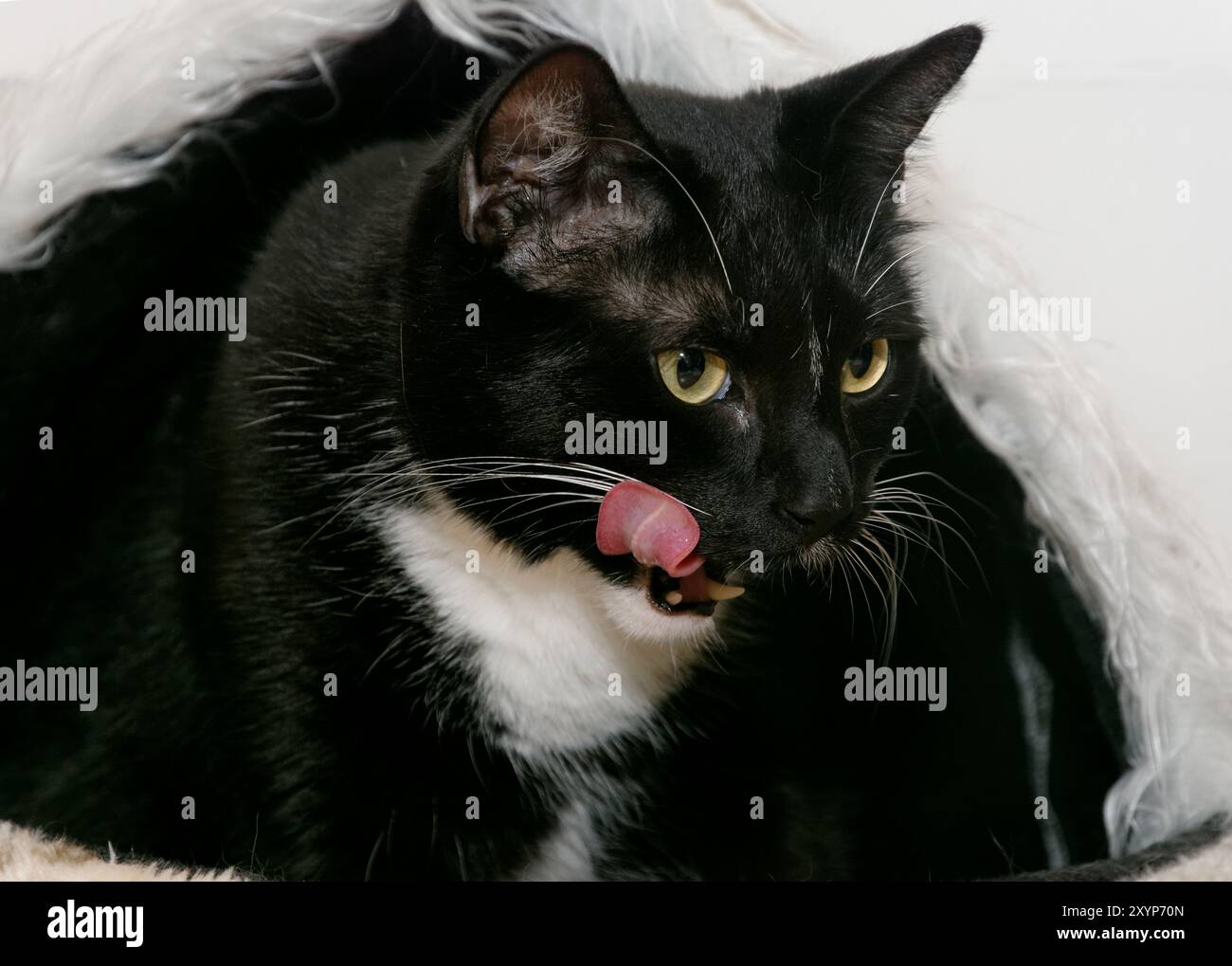 Cat licks hi-res stock photography and images - Alamy