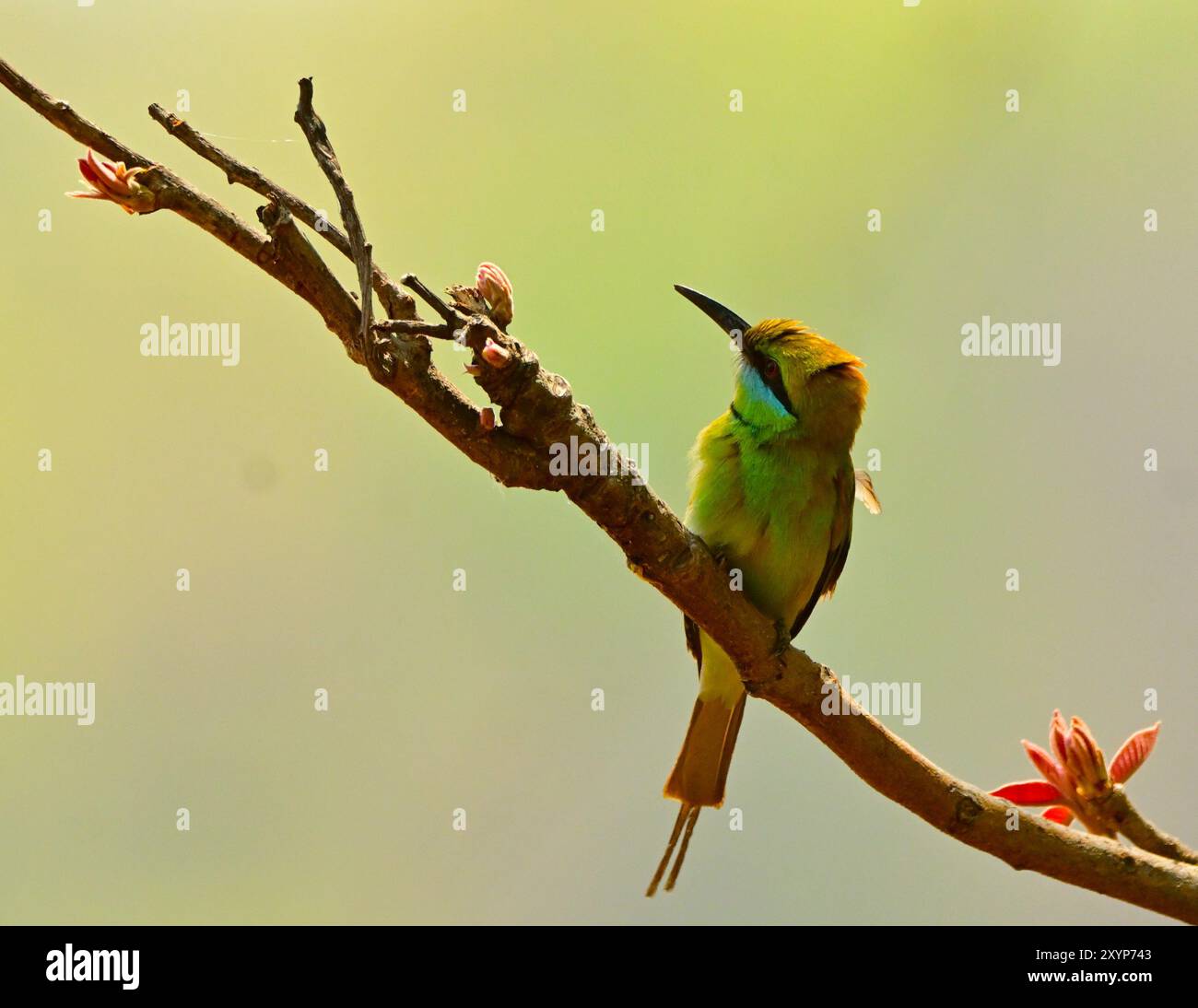 Asian Green Bee Eater sitting in flowering tree in India Stock Photo ...