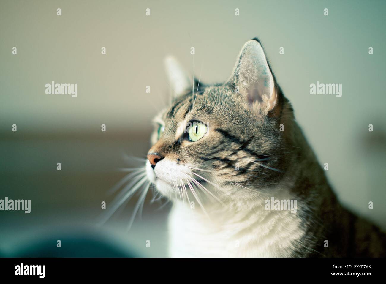 Silver tabby cat looks hi-res stock photography and images - Alamy