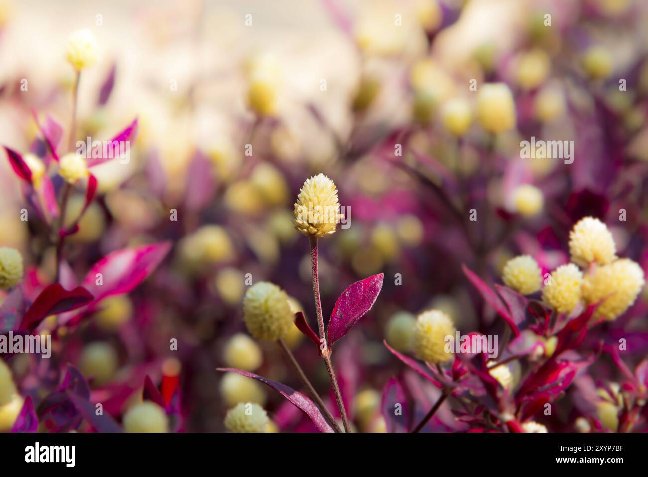 Botany amaranthaceae globe hi-res stock photography and images - Alamy