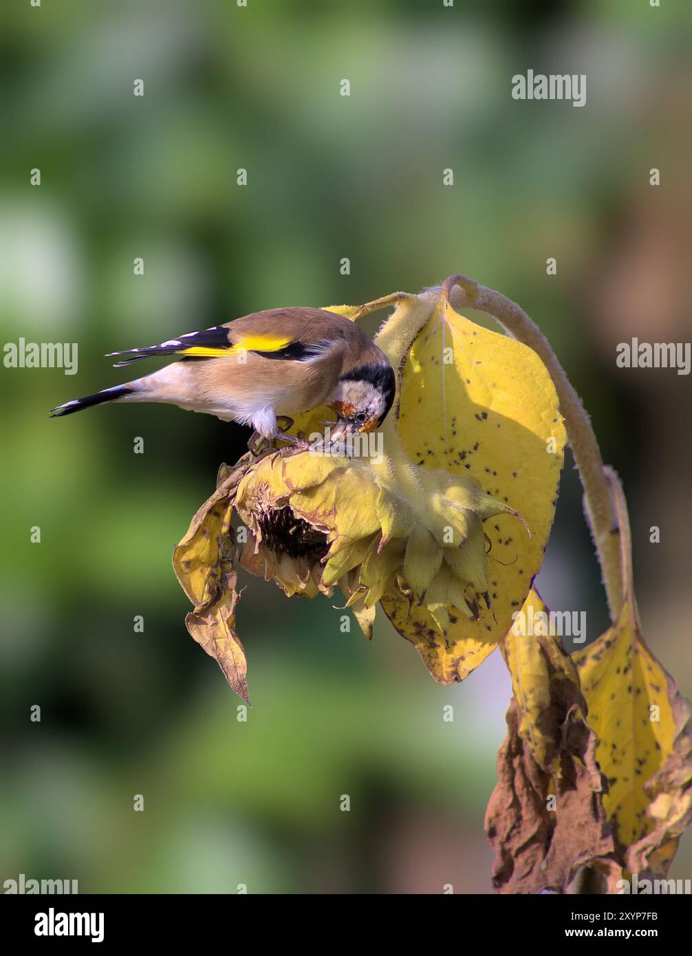 Goldfinches feeding on seed heads hi-res stock photography and images ...