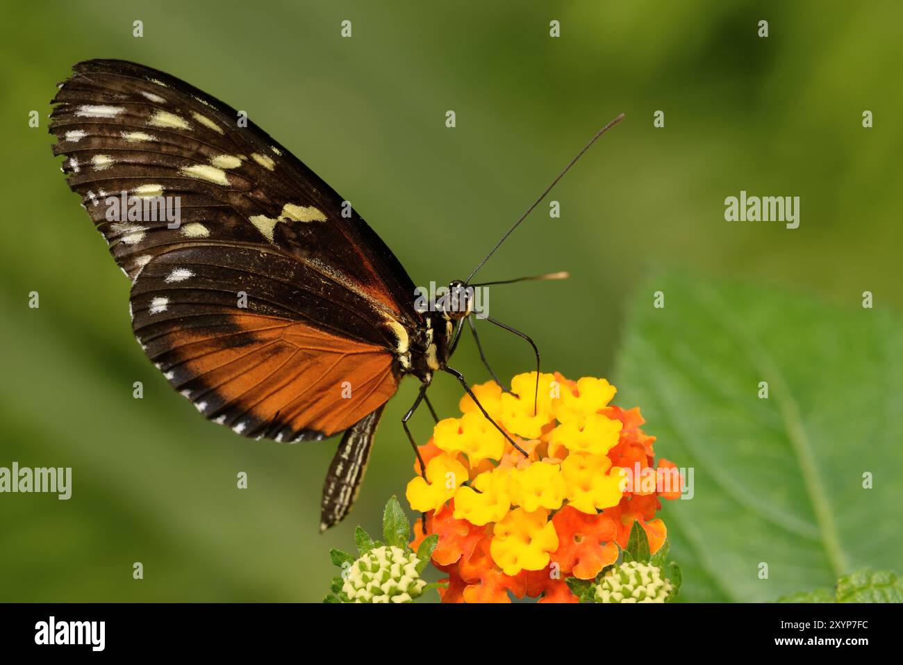 Falter photography hi-res stock photography and images - Alamy