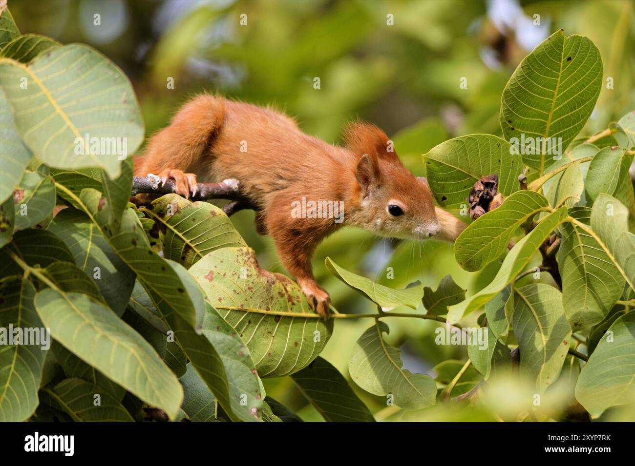 Squirrel in a walnut tree Stock Photo - Alamy