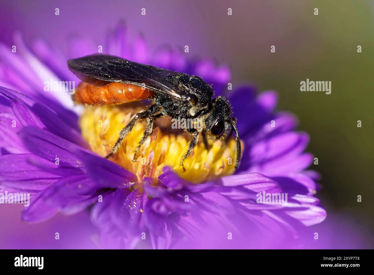 Blood bees hi-res stock photography and images - Alamy