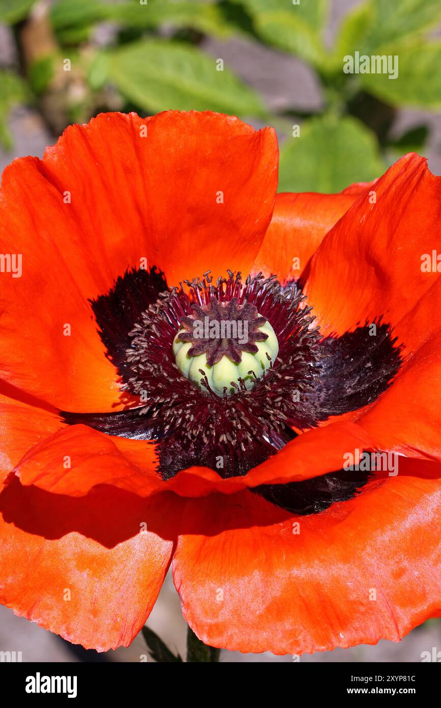 Red poppy (Papaver), bright, poppy Stock Photo - Alamy
